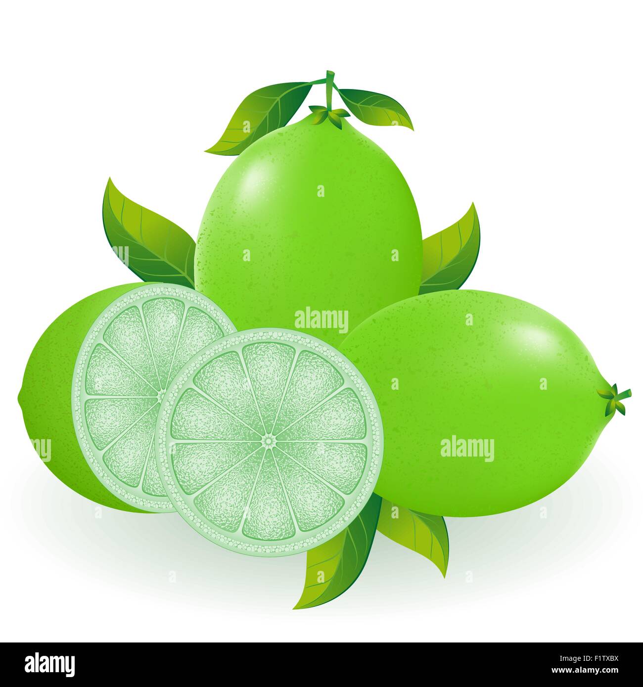 lime vector illustration isolated on white background Stock Vector ...