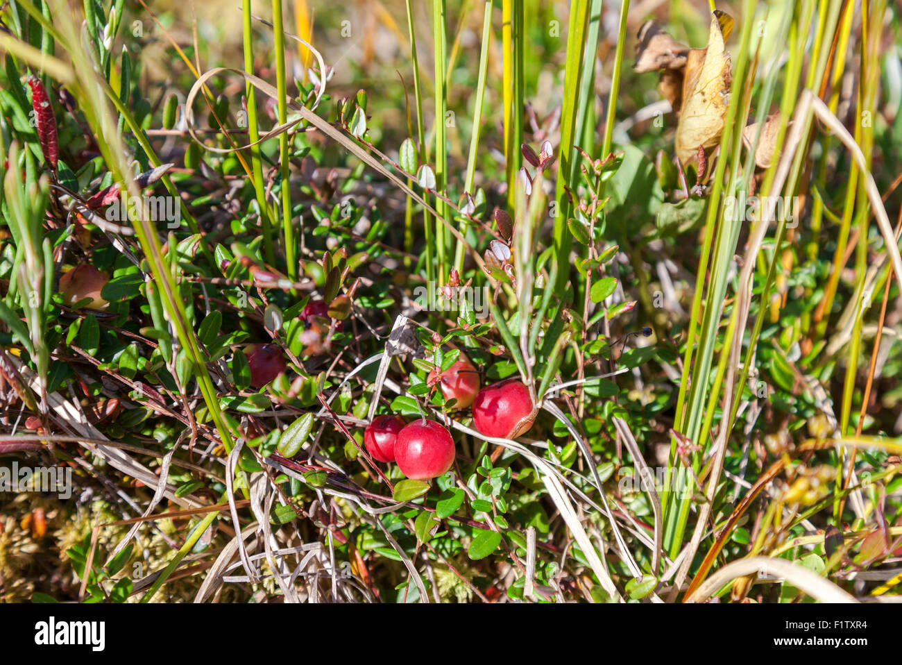 Berry picking tundra hi-res stock photography and images - Alamy