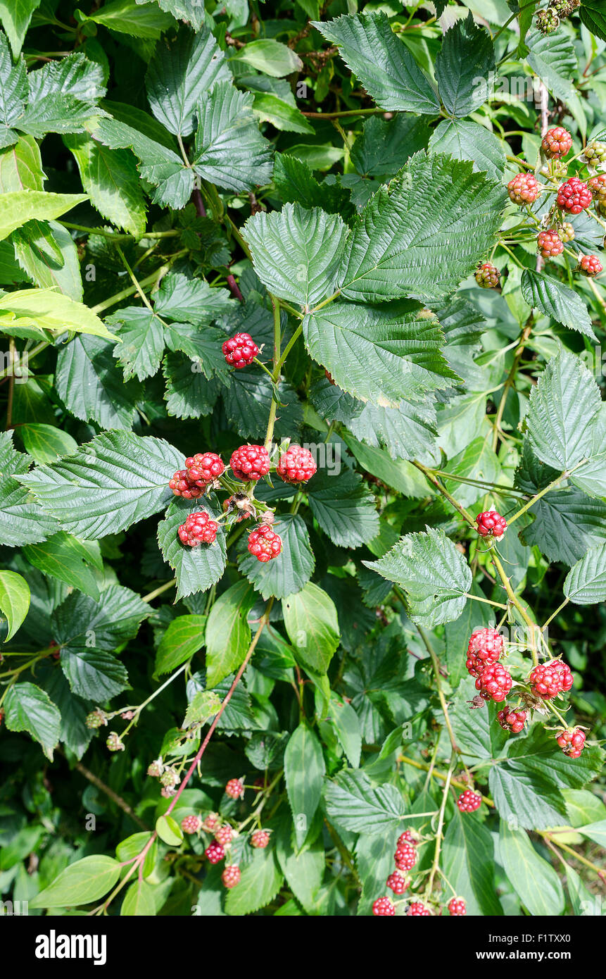 one bush with unriped blackberry sone they ar riped Stock Photo - Alamy