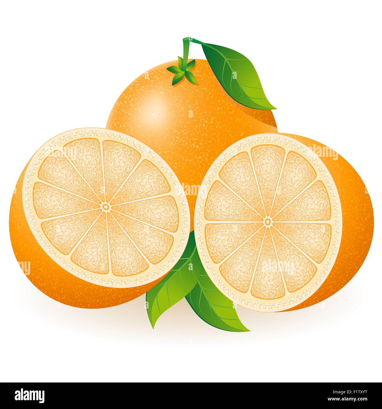 orange vector illustration isolated on white background Stock Vector ...
