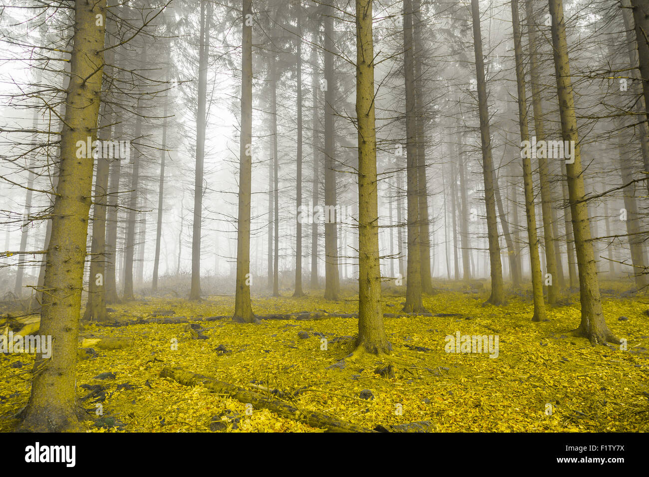 Mystical forest with fog and yellow foliage Stock Photo - Alamy