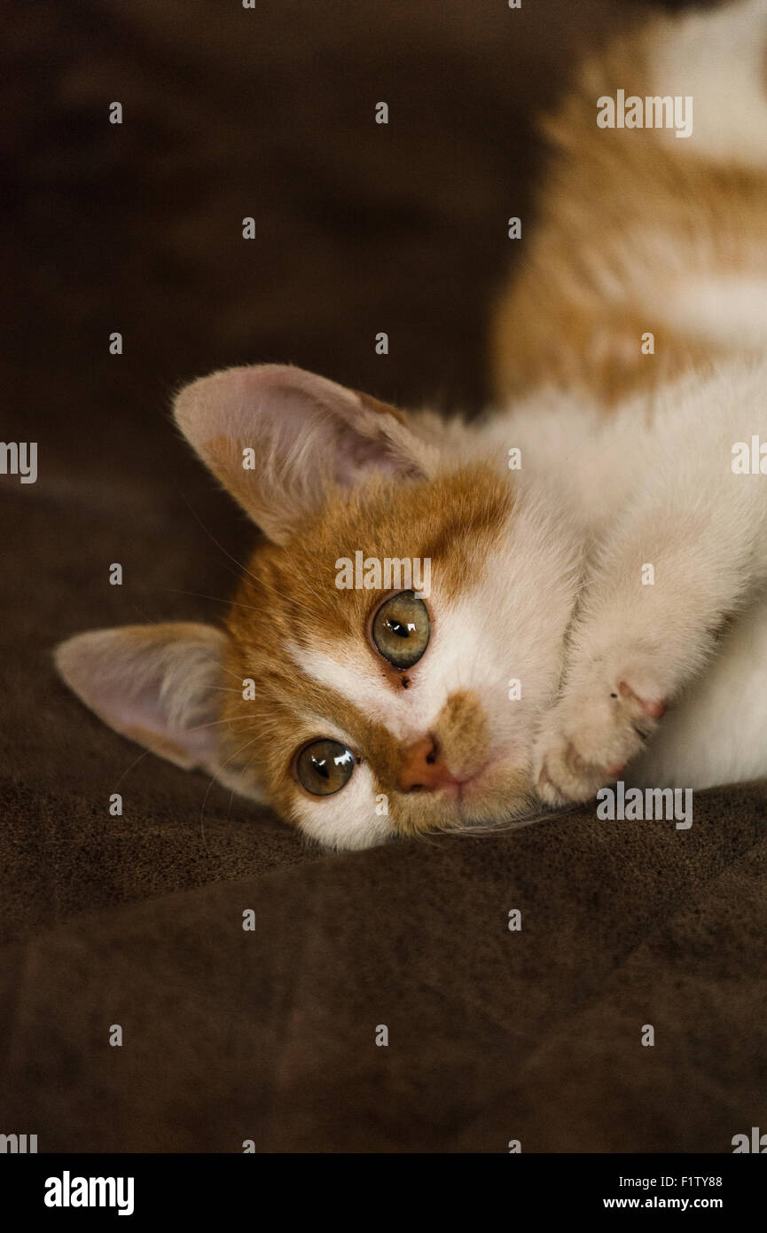 Red rust cat, kitten in the couch Stock Photo - Alamy