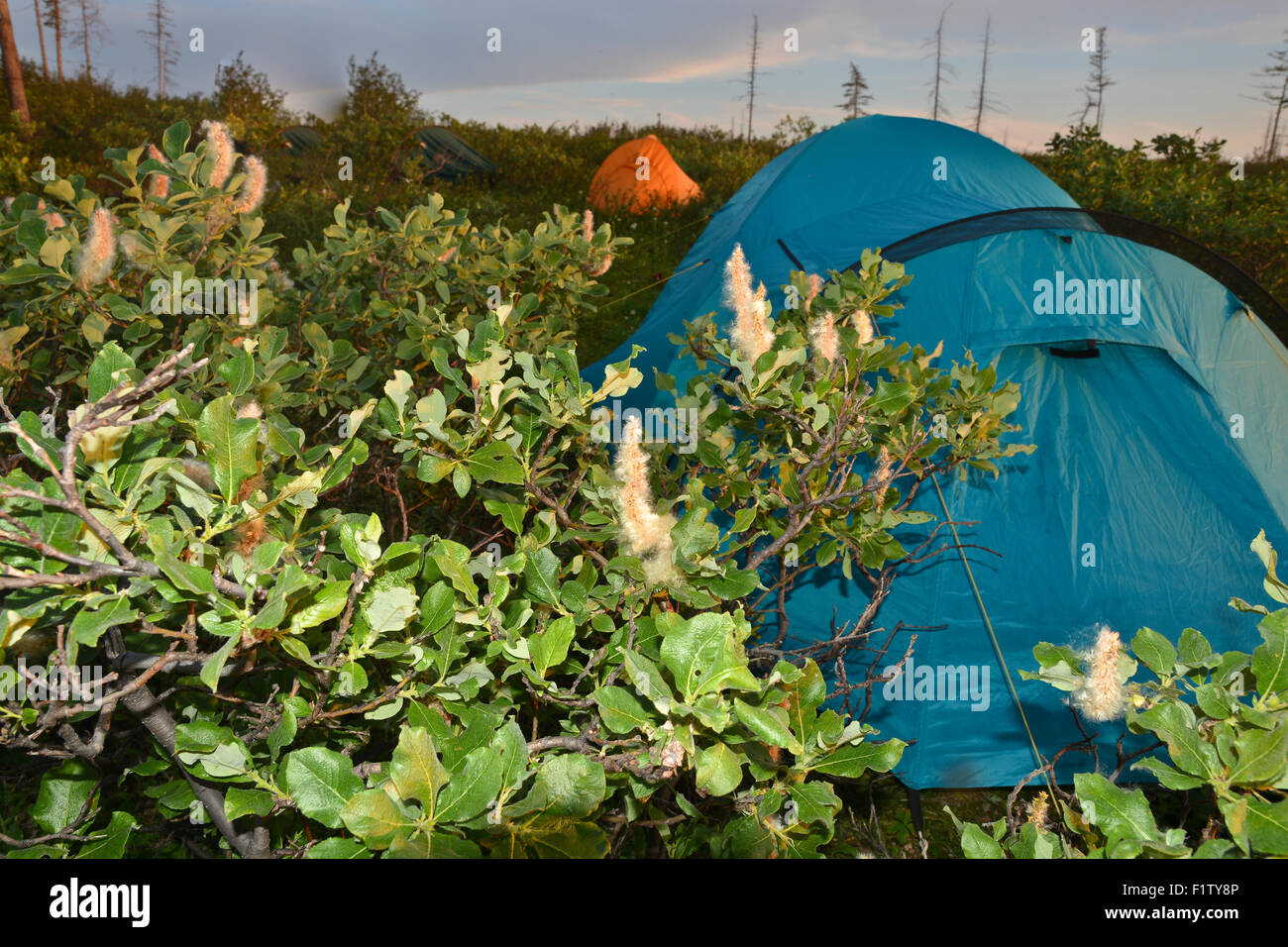 Tent in the tundra. Tourist tent on the Taimyr Peninsula, Siberia ...