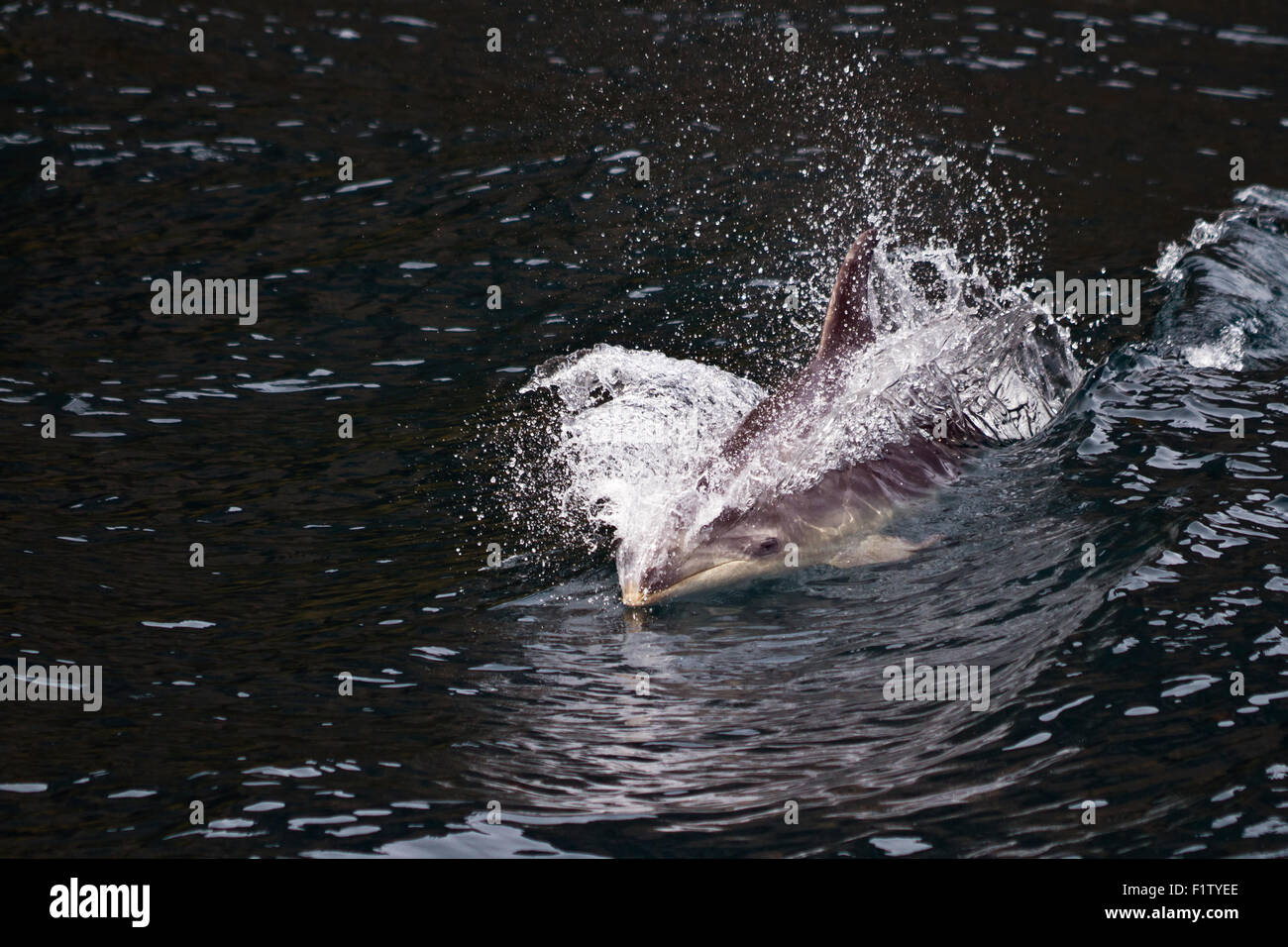 Surfing wave dolphin hi-res stock photography and images - Alamy