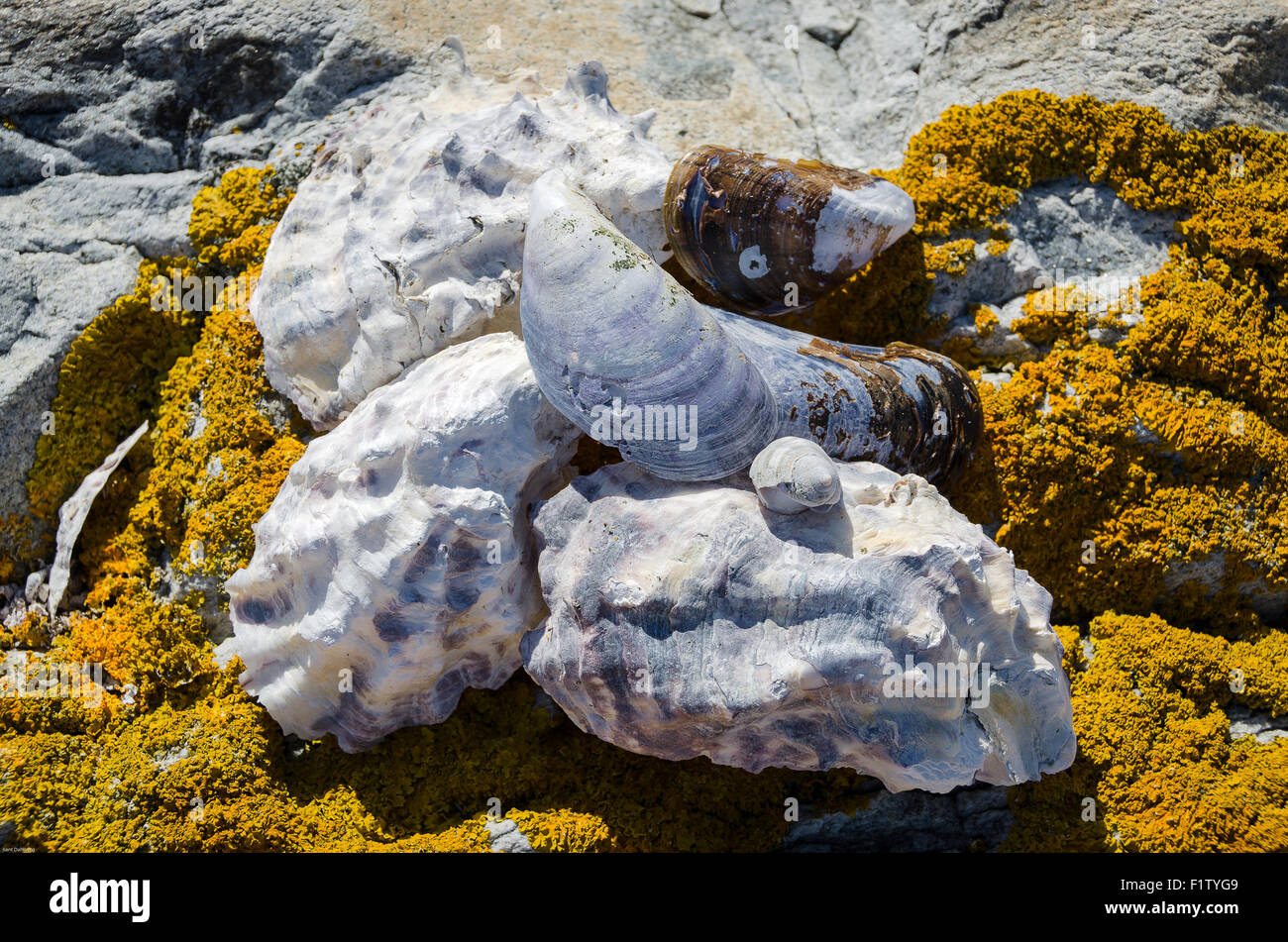a couple of sea shell from the swedish westcoast Stock Photo - Alamy