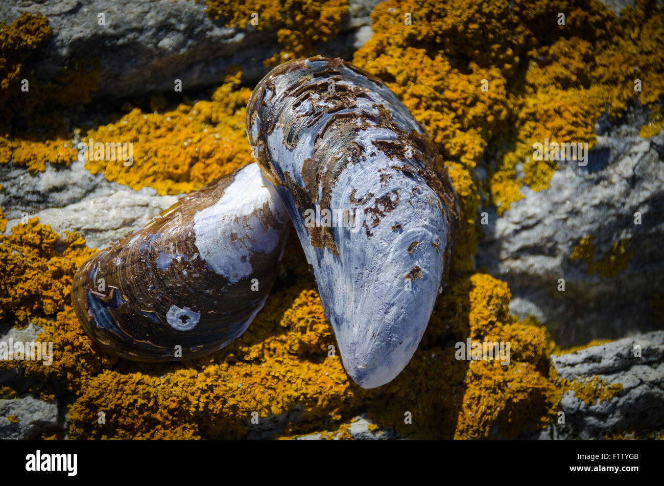 two blue mussel shell on the rock at the swedish westcoas Stock Photo ...