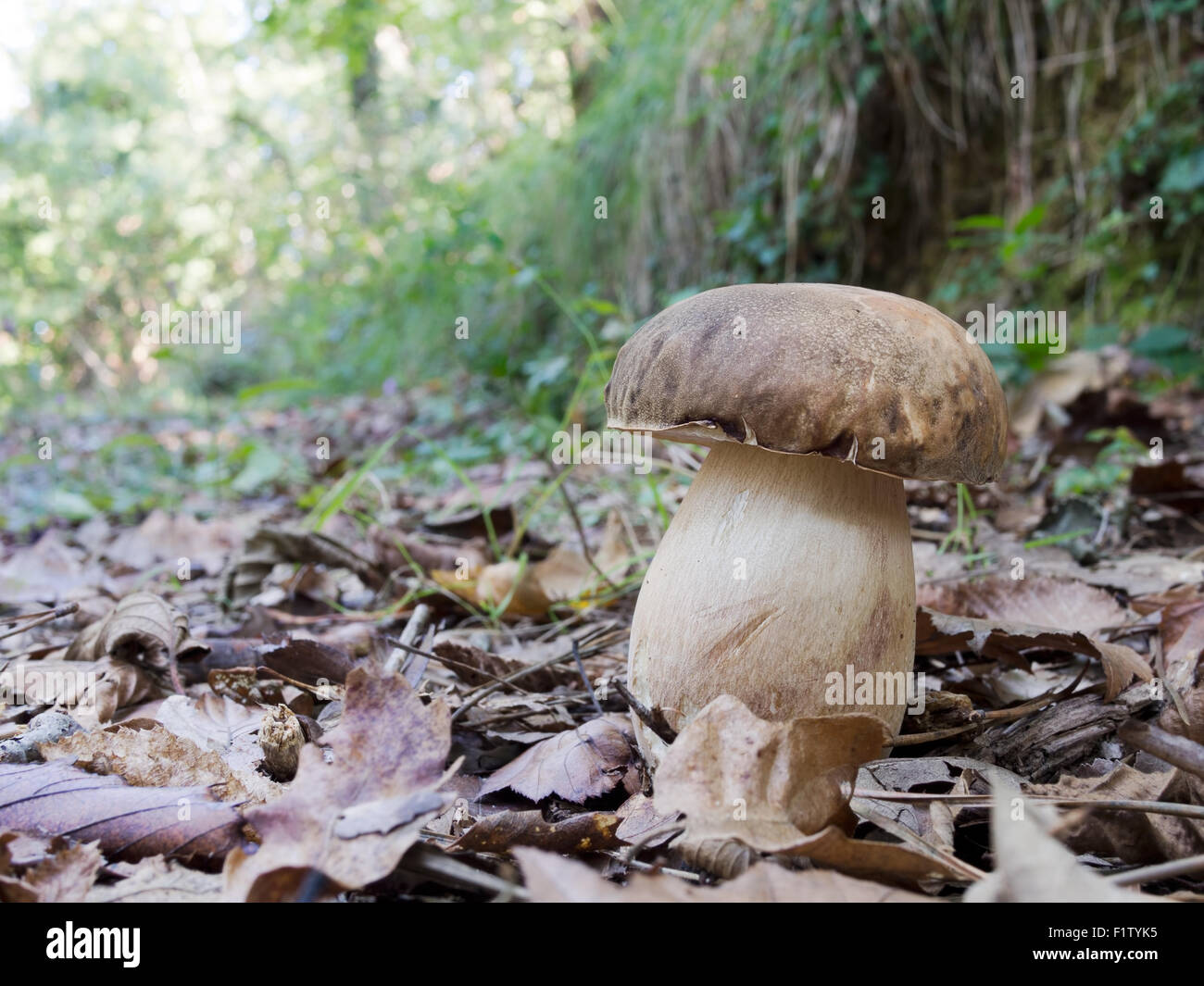 Porcino mushroom in woods. Boletus aereus aka dark cep, bronze bolete ...