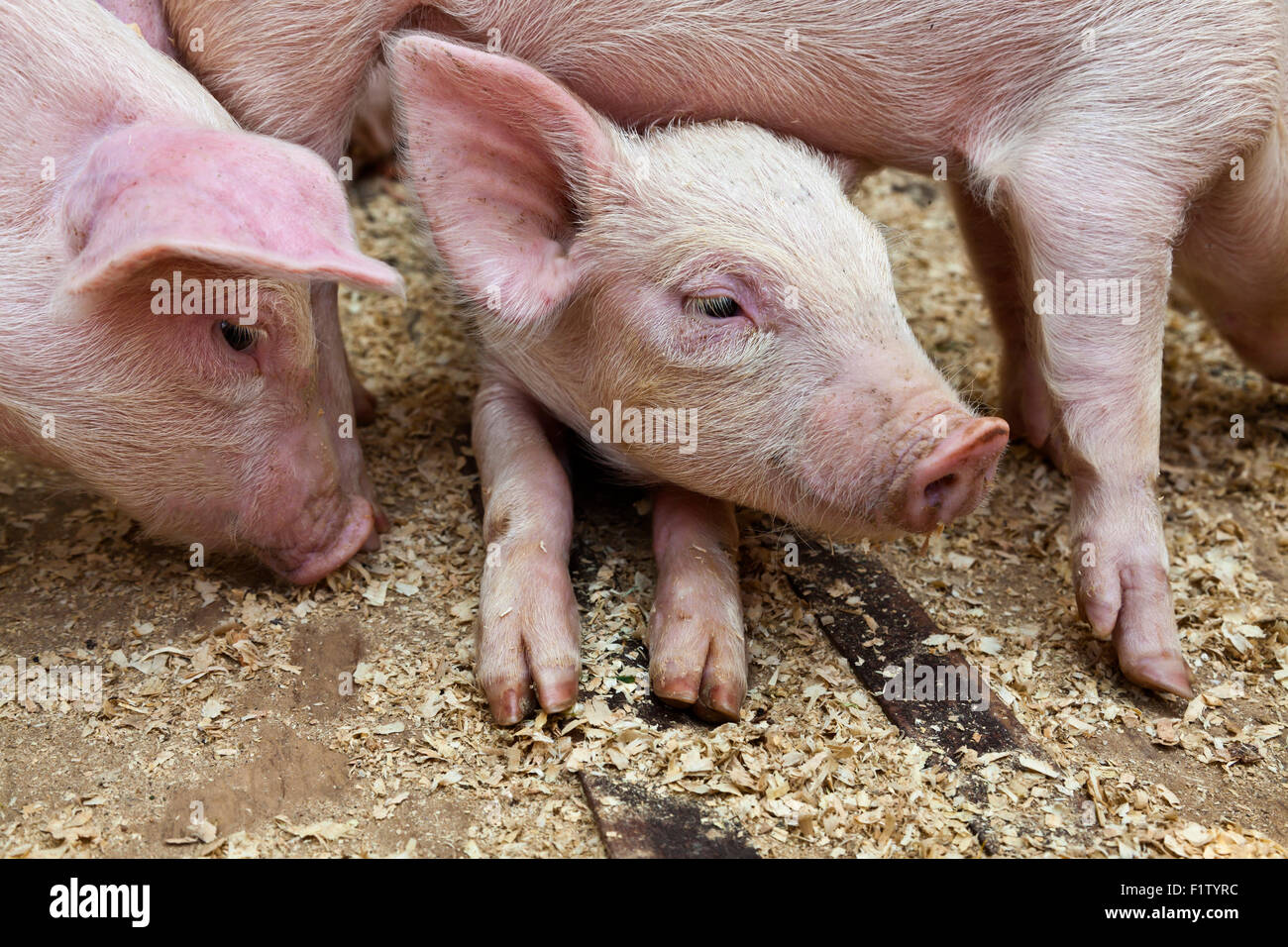 Pig auction hi-res stock photography and images - Alamy