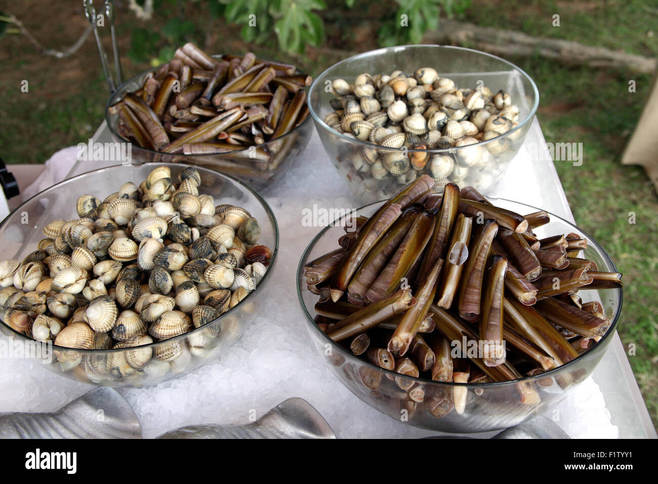 Atlantic clams hi-res stock photography and images - Alamy