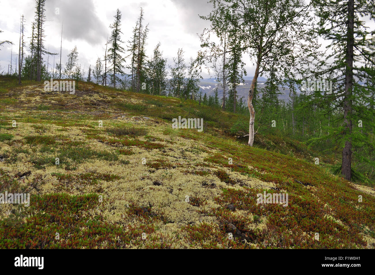 Mountain taiga Taimyr. The Taimyr Peninsula, Putorana plateau, Siberia ...