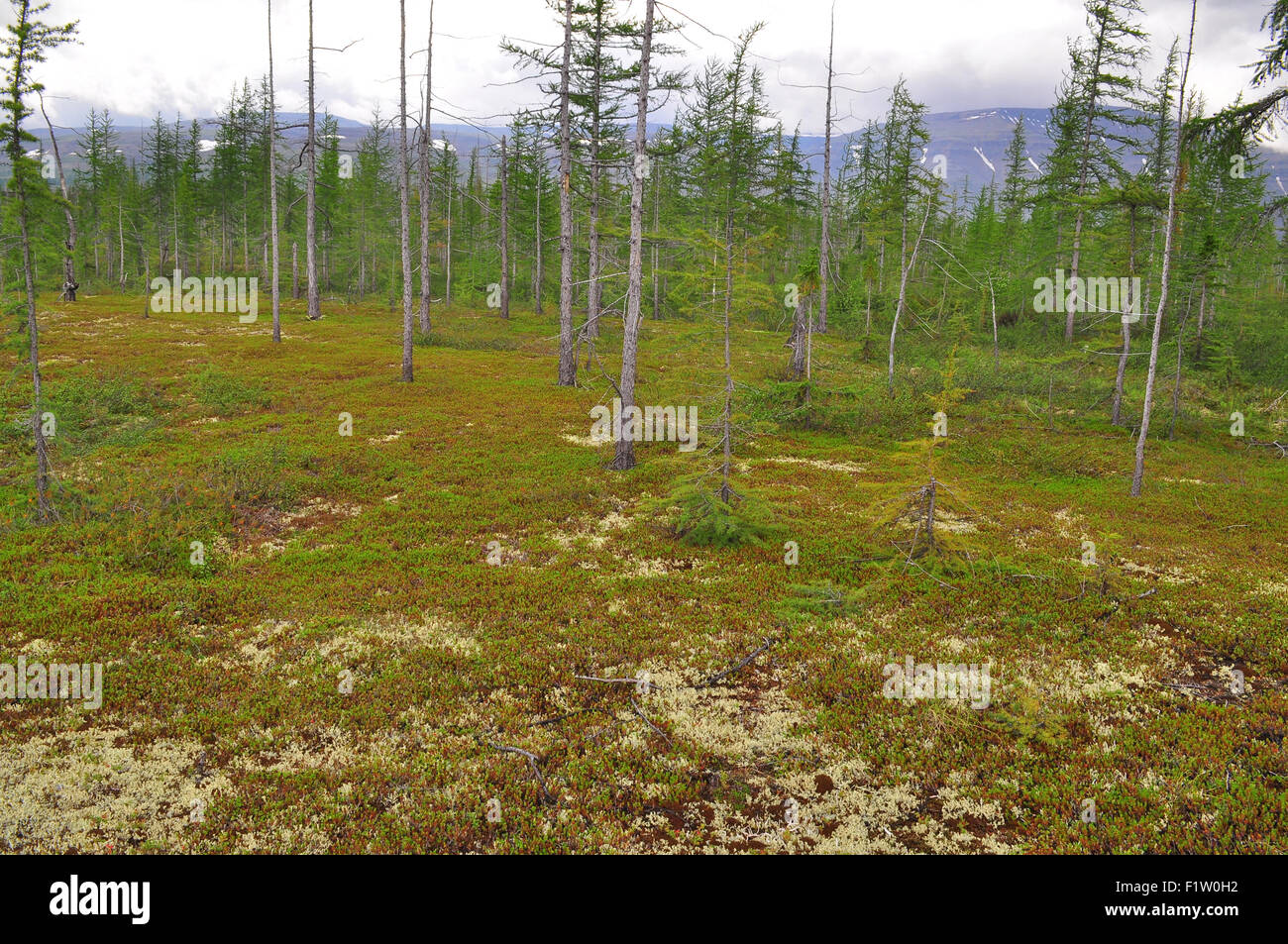 Mountain taiga Taimyr. The Taimyr Peninsula, Putorana plateau, Siberia ...