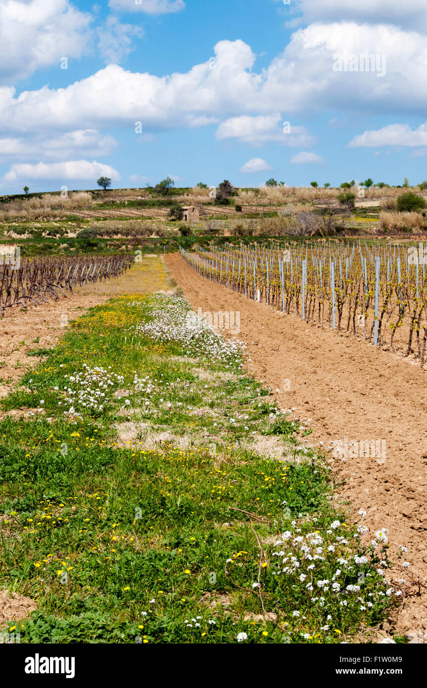 Young vines in spring in the Faugeres wine region of Southern France ...