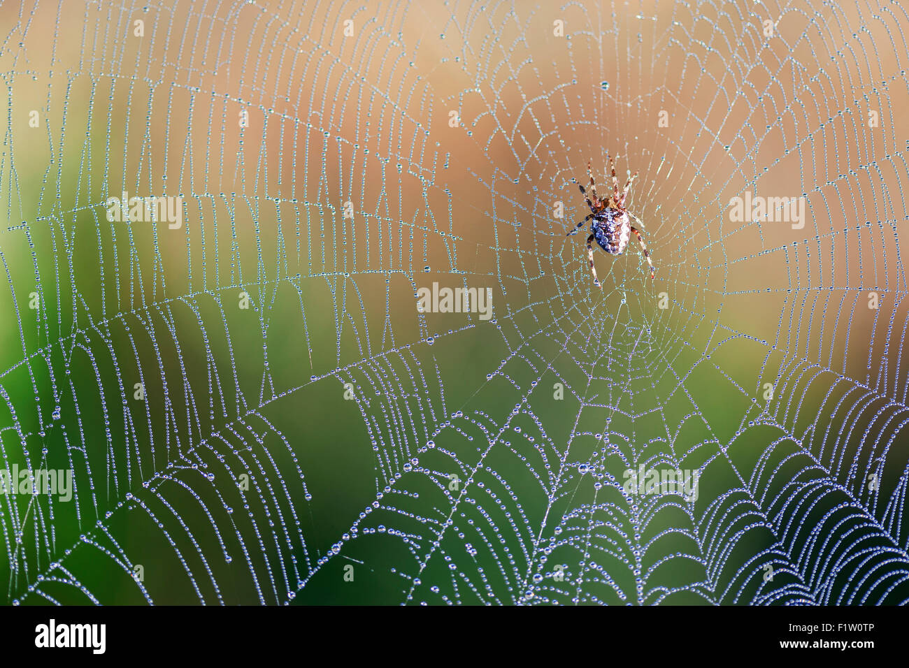 spider in spider web Stock Photo - Alamy