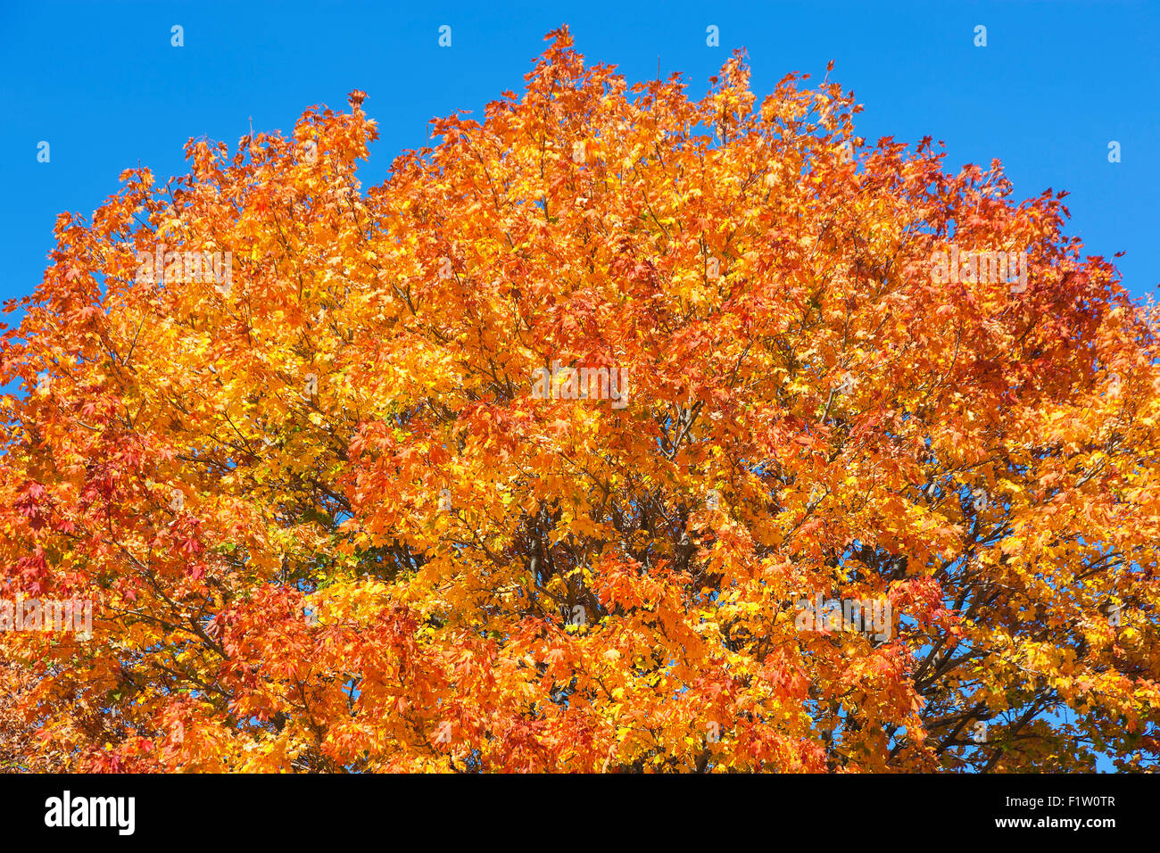 maple in autumn, gotland, sweden Stock Photo - Alamy