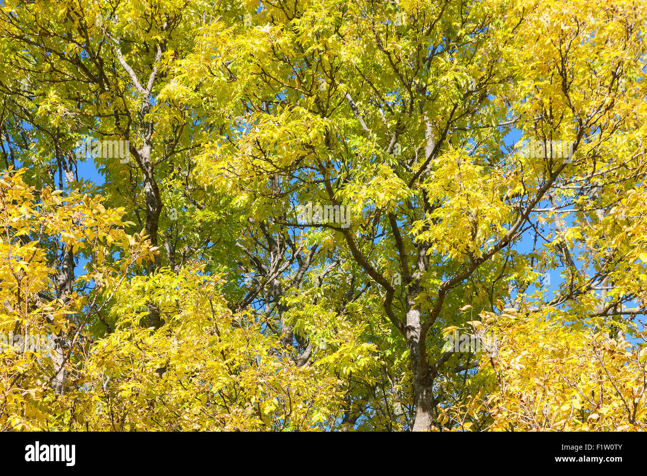european ash in autumn, fraxinus excelsior, gotland, sweden Stock Photo ...