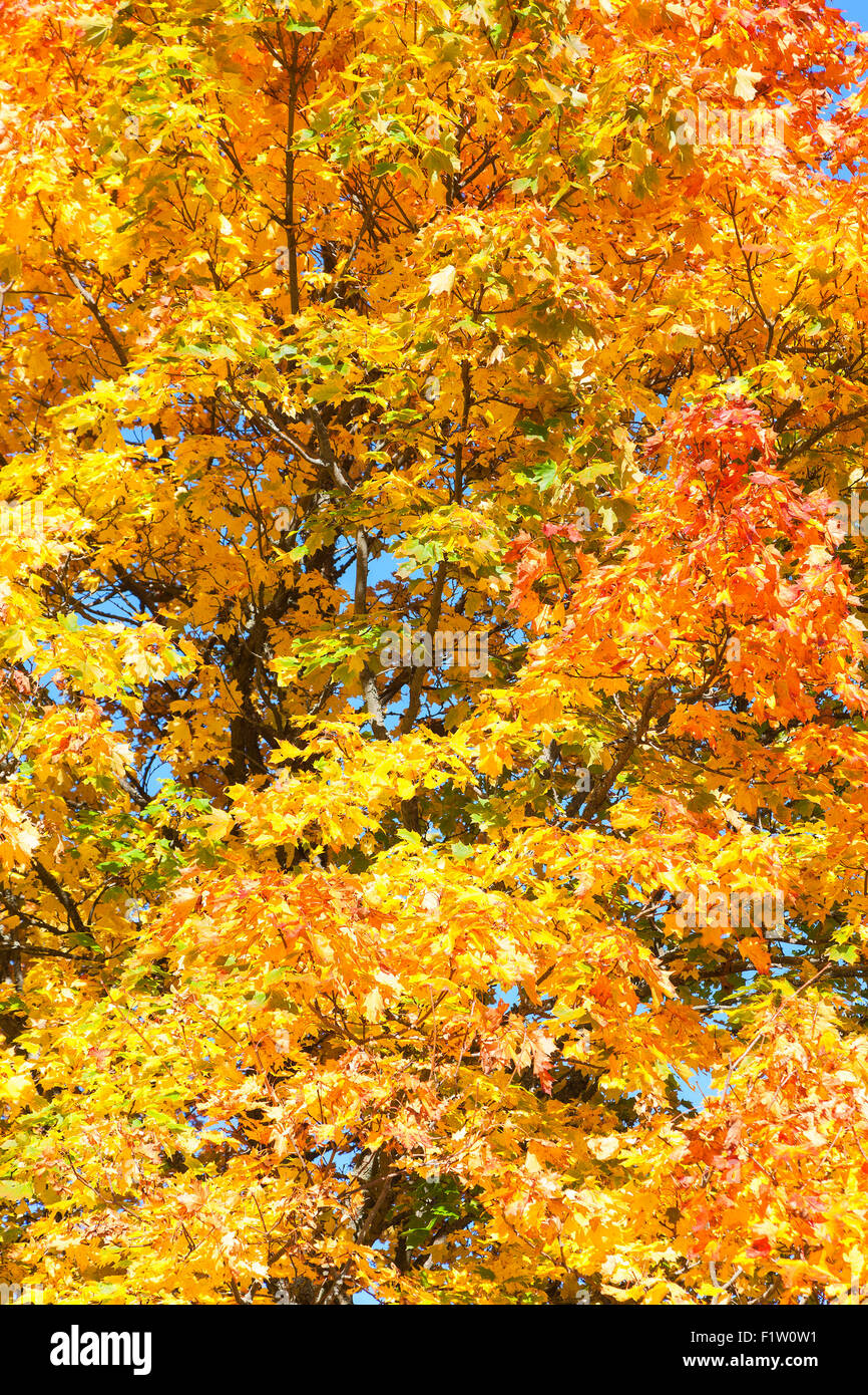 Autumn coloured maple leaf acer hi-res stock photography and images - Alamy