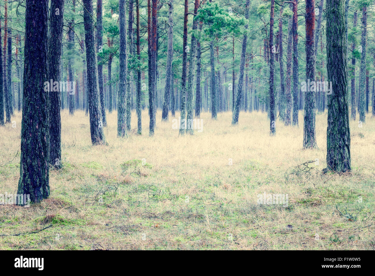 pine forest on fårö, gotlands lan, sweden Stock Photo - Alamy