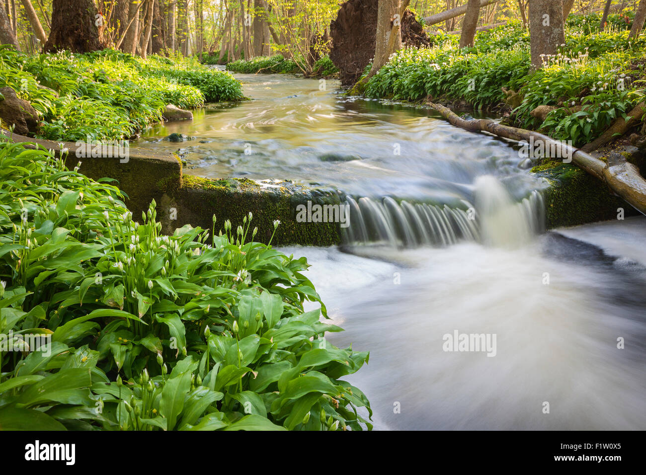 Stream flowing through forest in hi-res stock photography and images ...