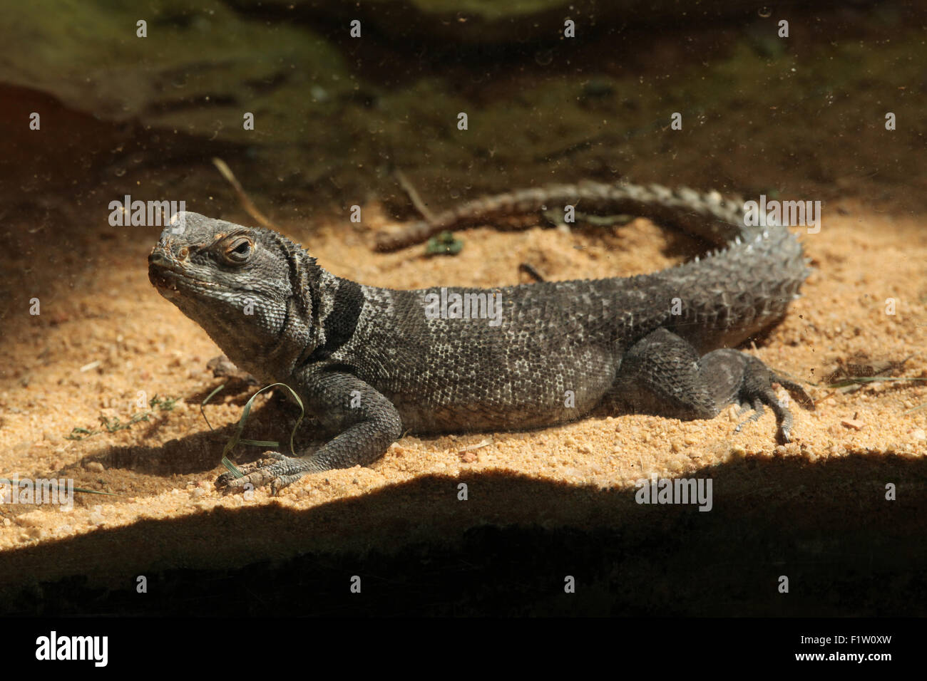 Cuvier's Madagascar swift (Oplurus cuvieri), also known as the ...