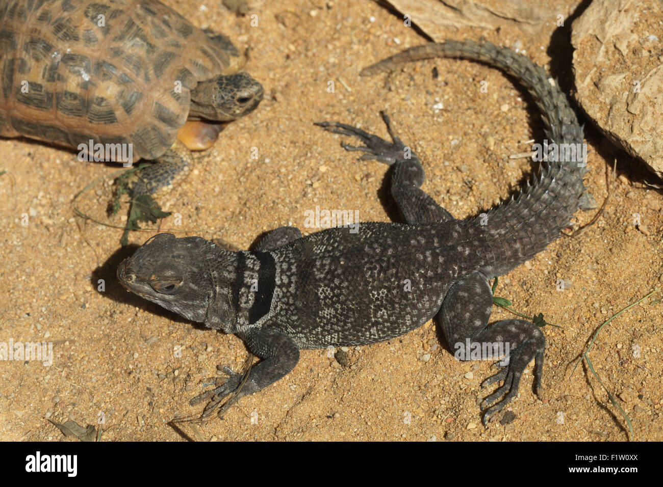 Cuvier's Madagascar swift (Oplurus cuvieri), also known as the ...