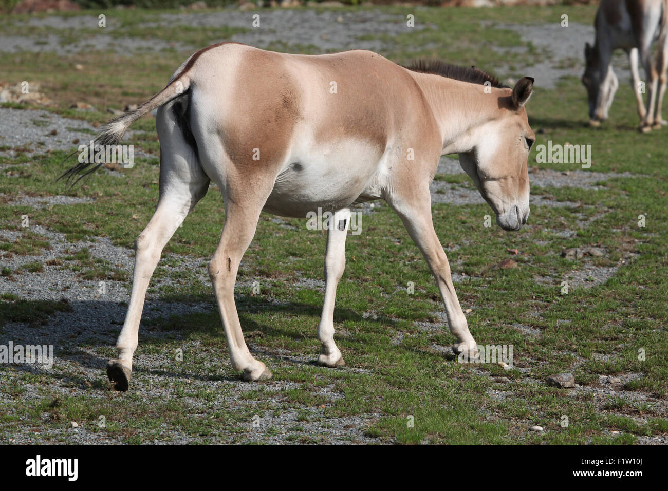 Turkmenian kulan (Equus hemionus kulan), also known as the Transcaspian ...