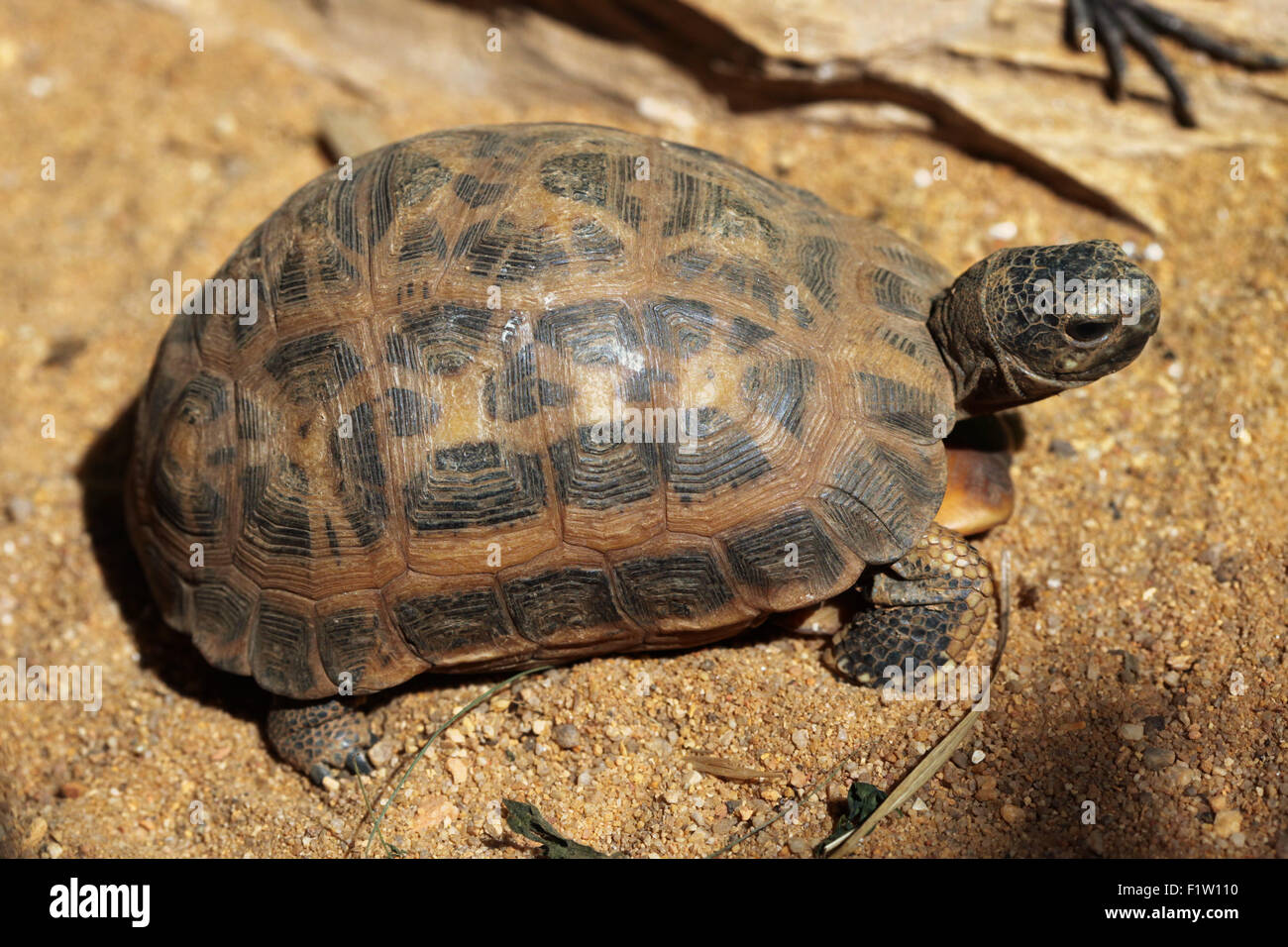 Common spider tortoise (Pyxis arachnoides arachnoides) at Plzen Zoo in ...