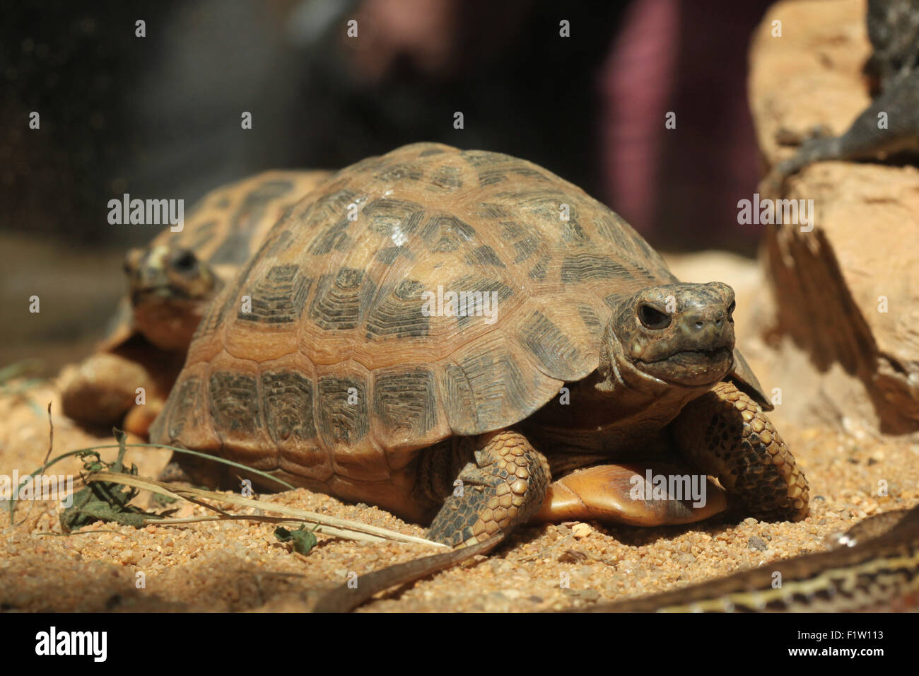 Common spider tortoise (Pyxis arachnoides arachnoides) at Plzen Zoo in ...