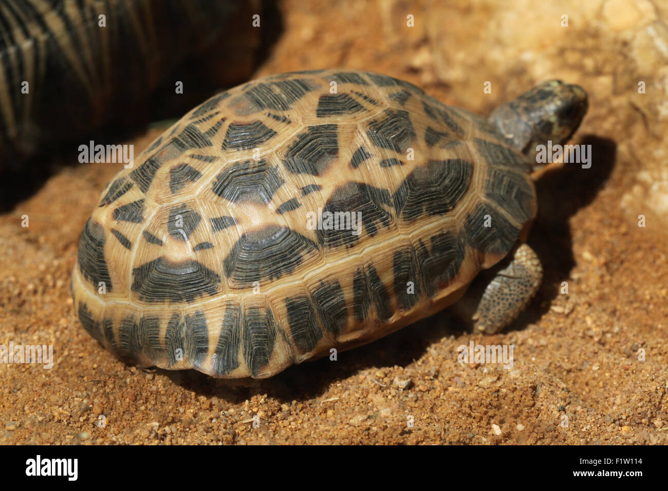 Common spider tortoise (Pyxis arachnoides arachnoides) at Plzen Zoo in ...