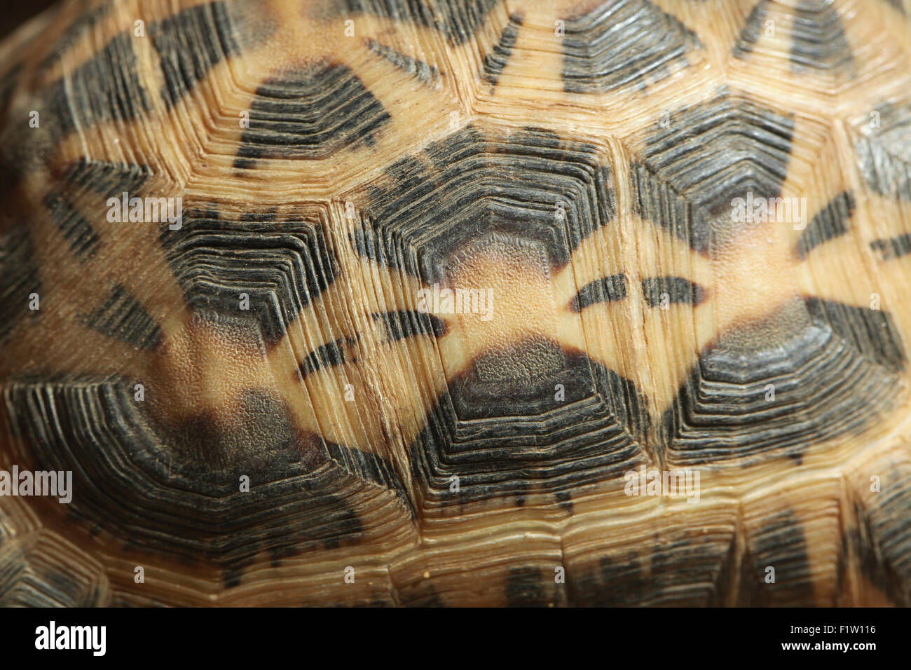Common spider tortoise (Pyxis arachnoides arachnoides) shell texture ...