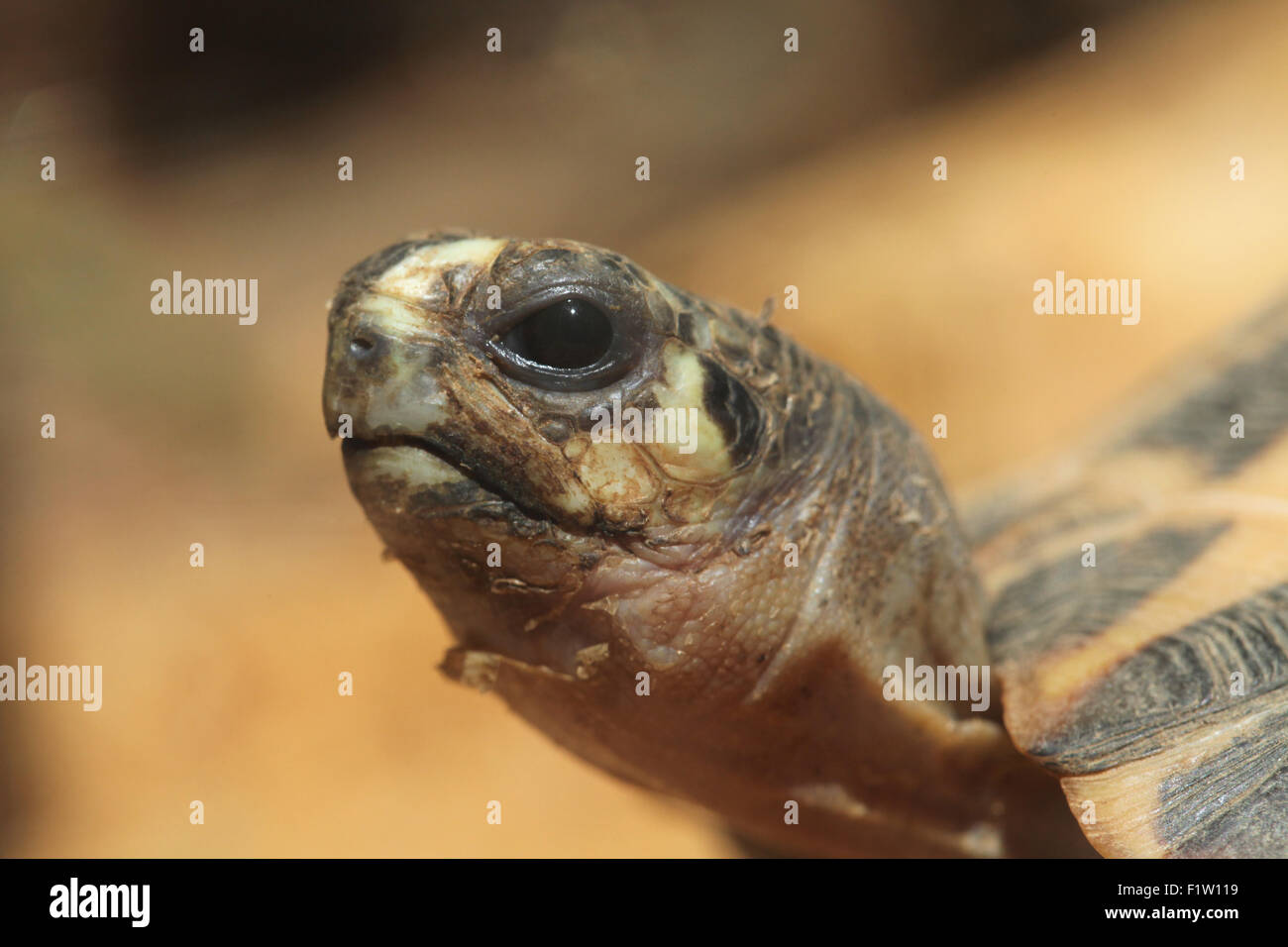Common spider tortoise (Pyxis arachnoides arachnoides) at Plzen Zoo in ...