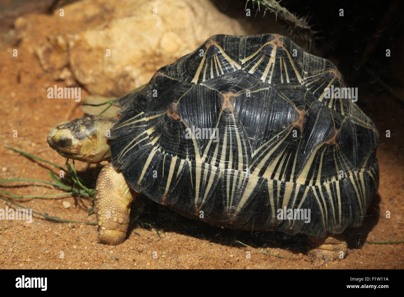 Astrochelys radiata hi-res stock photography and images - Alamy