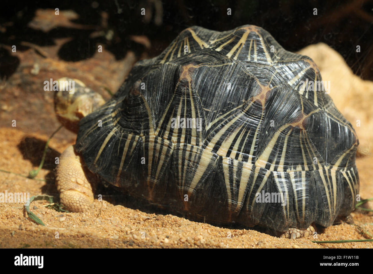 Radiated tortoises geochelone radiata hi-res stock photography and ...