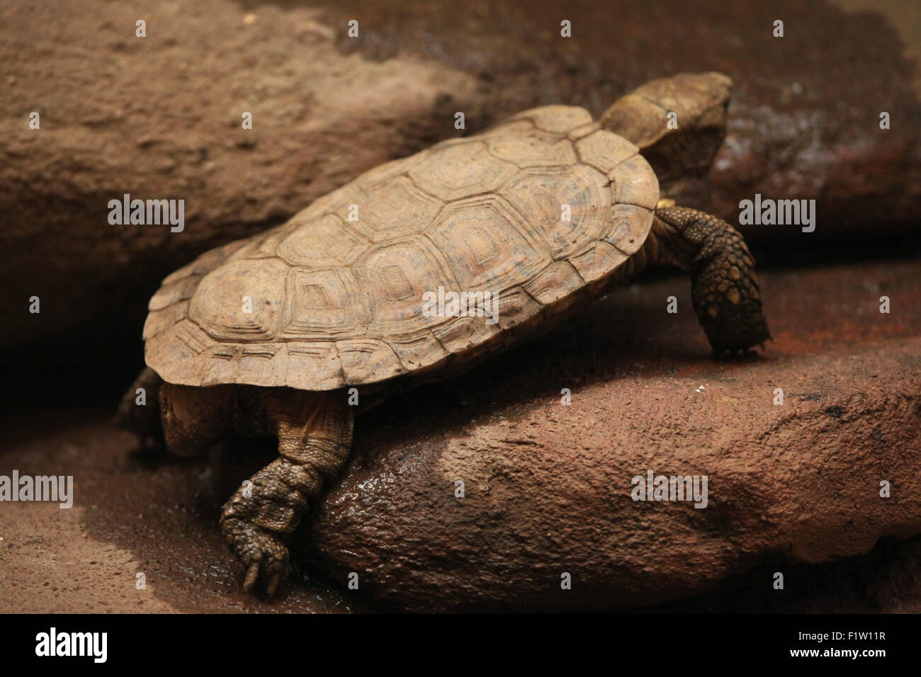 Tortoises in zoo hi-res stock photography and images - Alamy