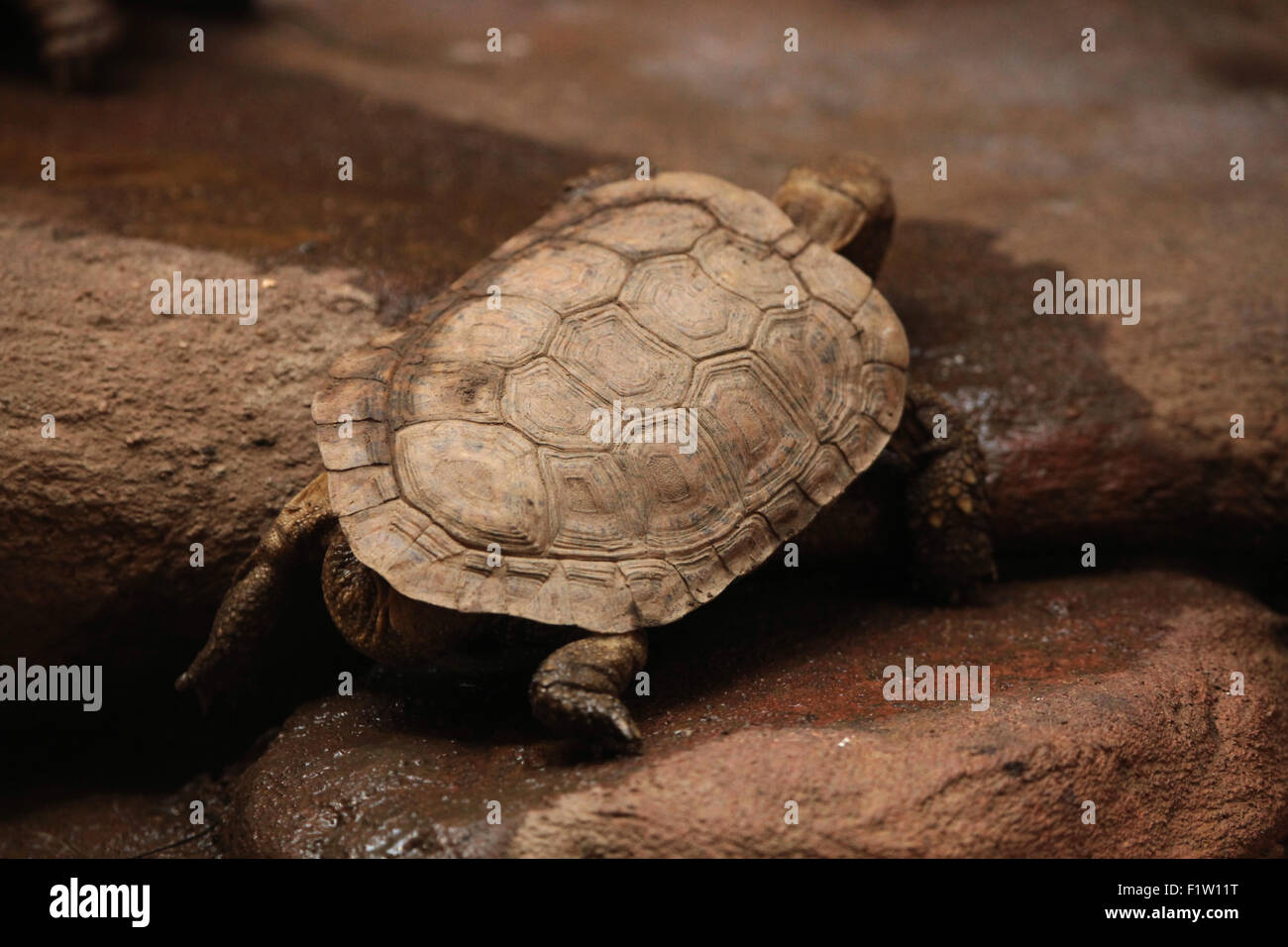 Pancake tortoise (Malacochersus tornieri) at Plzen Zoo in West Bohemia ...