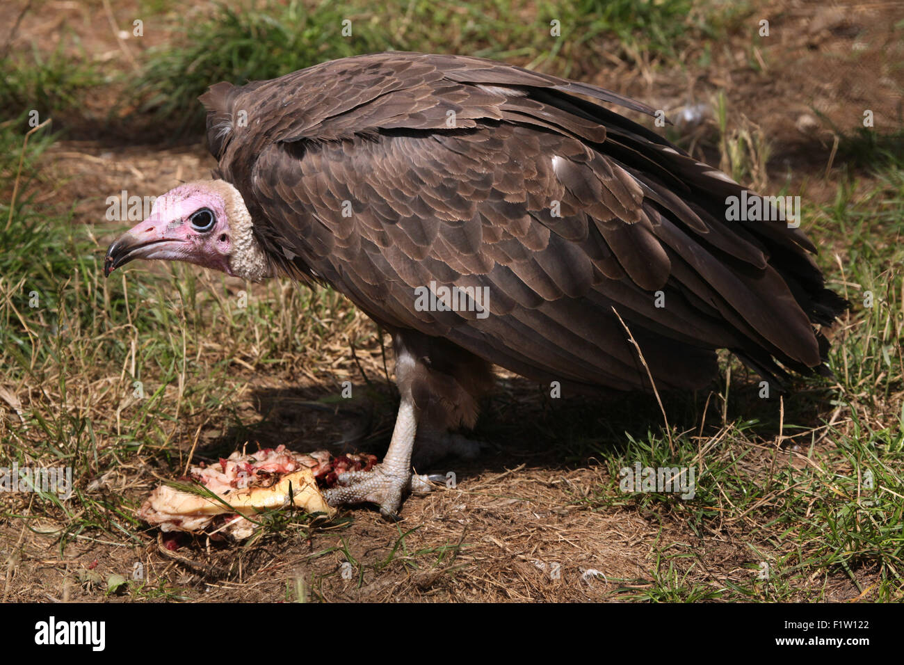 Vulture eating meat hi-res stock photography and images - Alamy