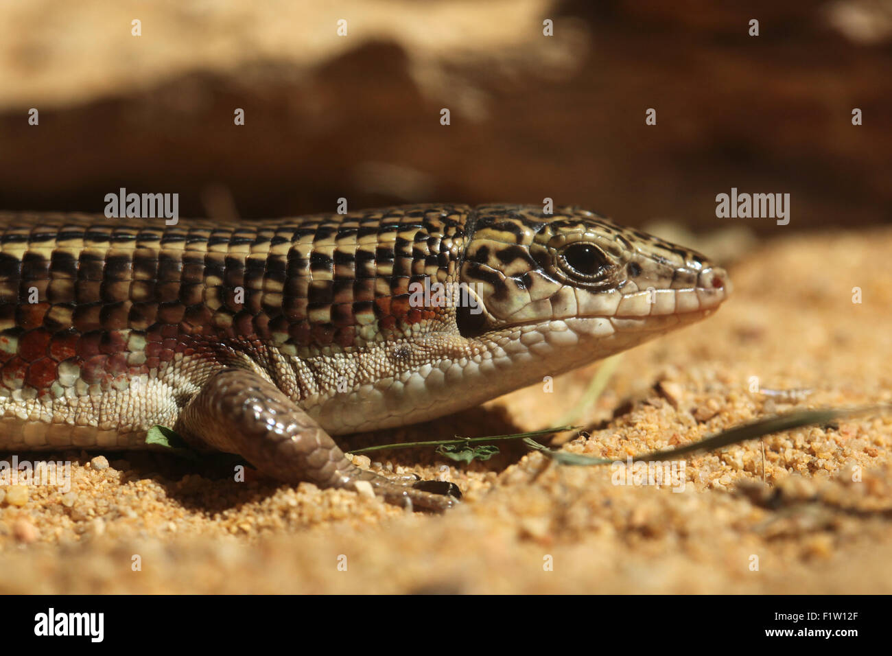 Karsten's zonosaur (Zonosaurus karsteni), also known as the Karsten's ...