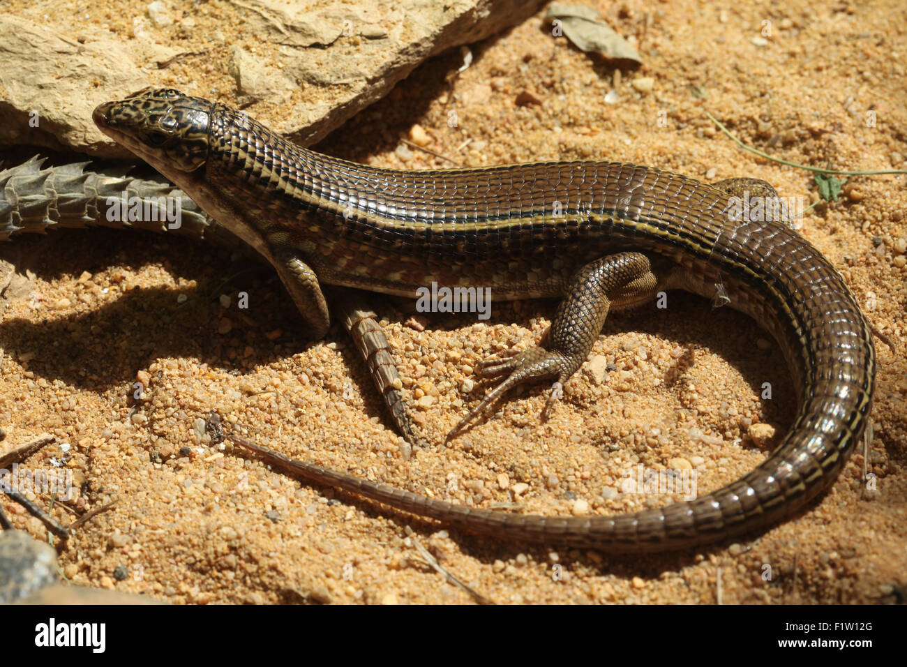 Karsten's zonosaur (Zonosaurus karsteni), also known as the Karsten's ...