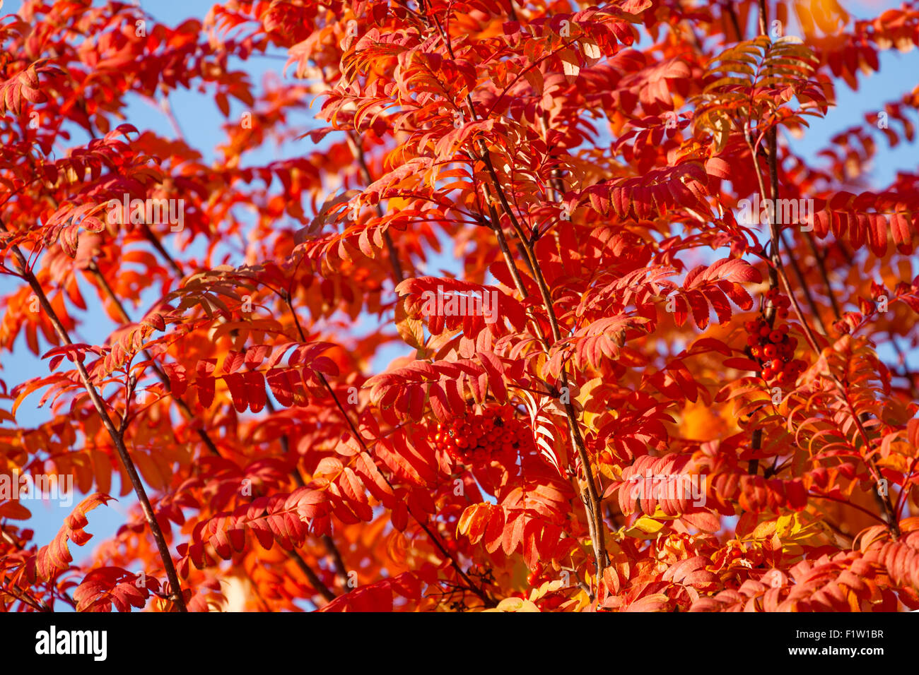 Many rowan tree leaves in red October colors Stock Photo - Alamy