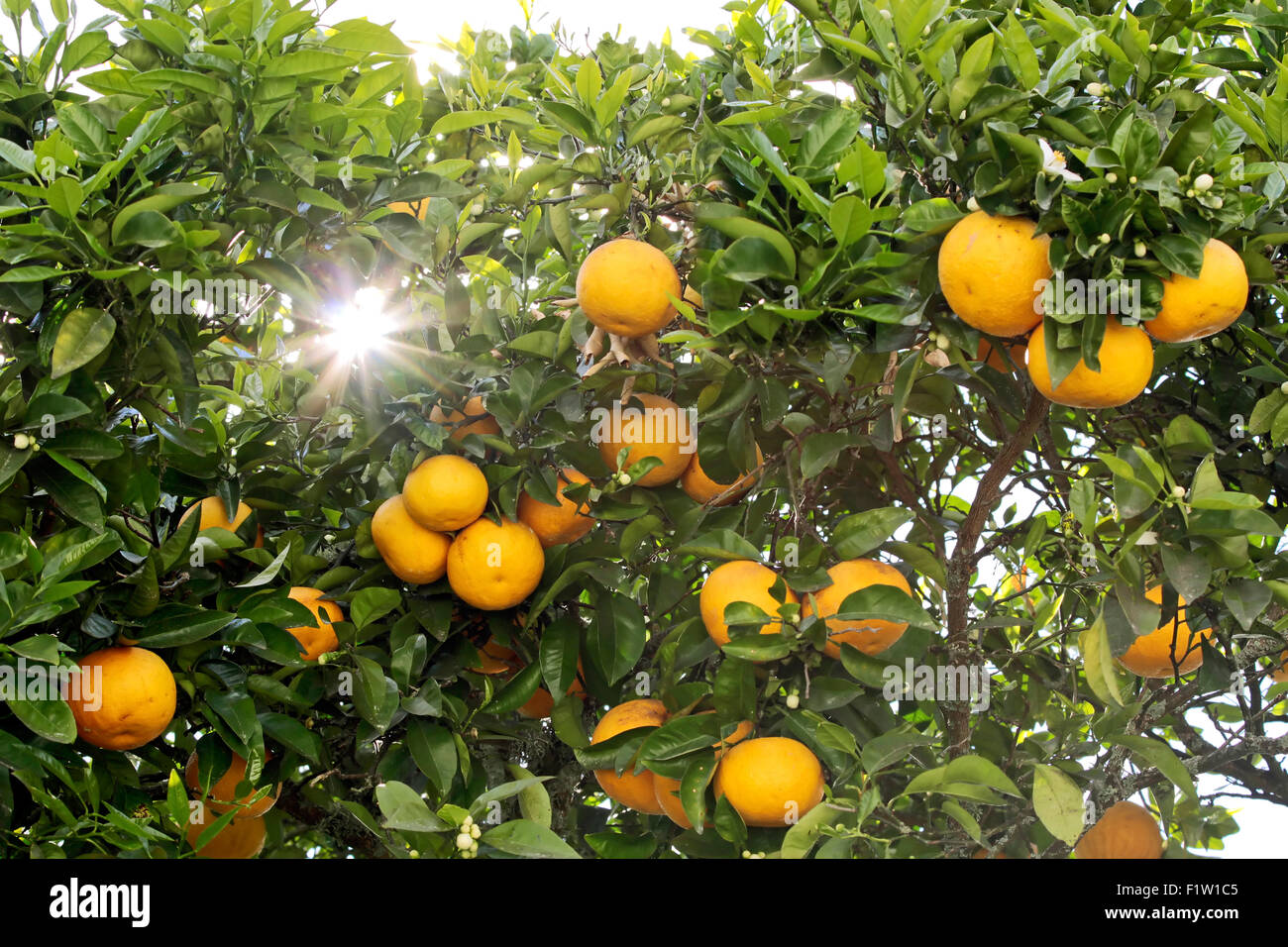 New zealand tree leaves hi-res stock photography and images - Alamy