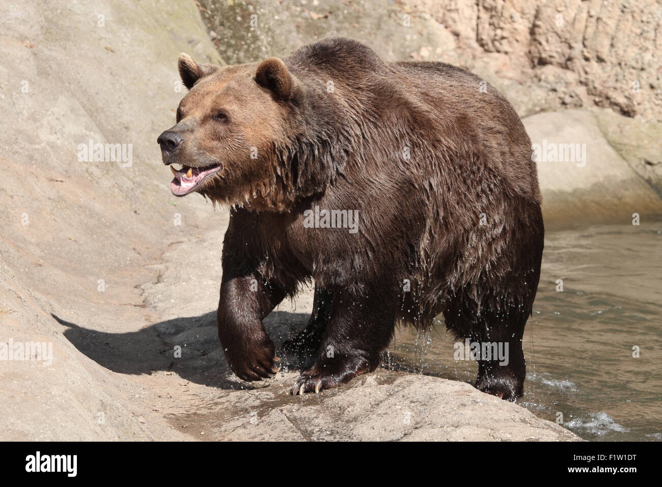 Brown bear (Ursus arctos) after swimming at Plzen Zoo in West Bohemia ...