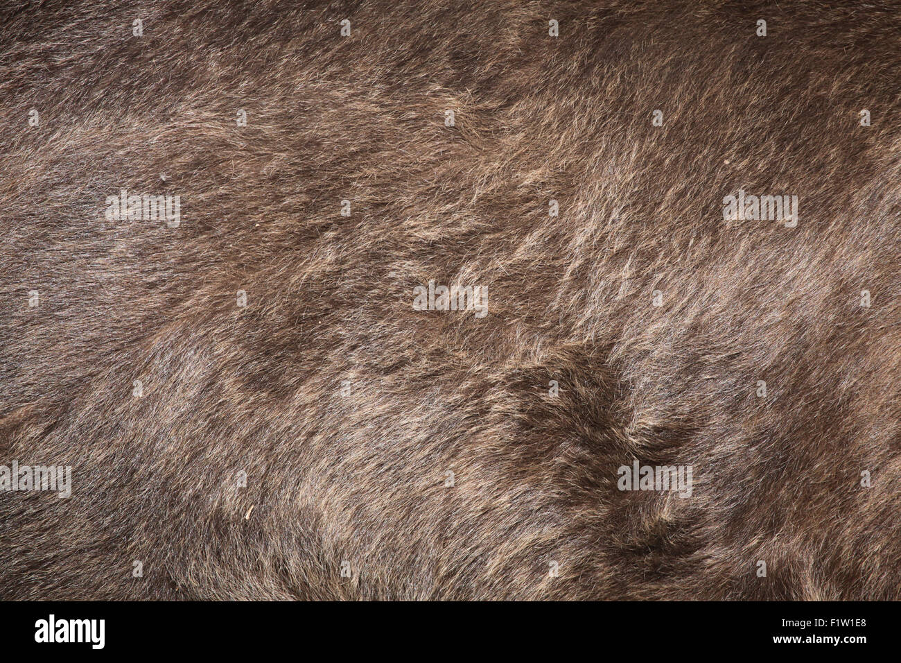 Bear fur texture hi-res stock photography and images - Alamy