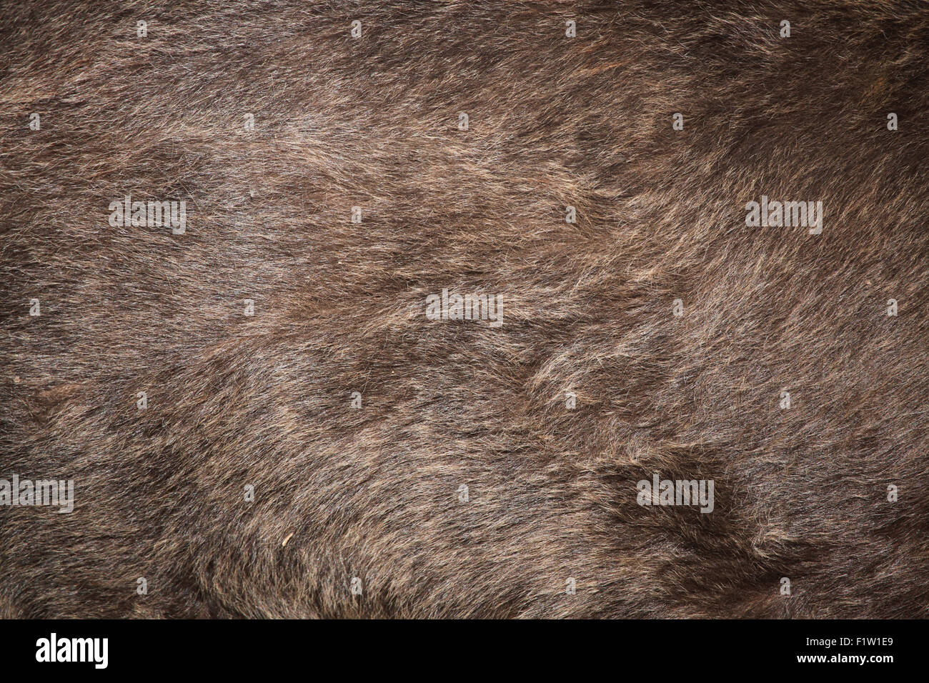 Brown fur texture hi-res stock photography and images - Alamy