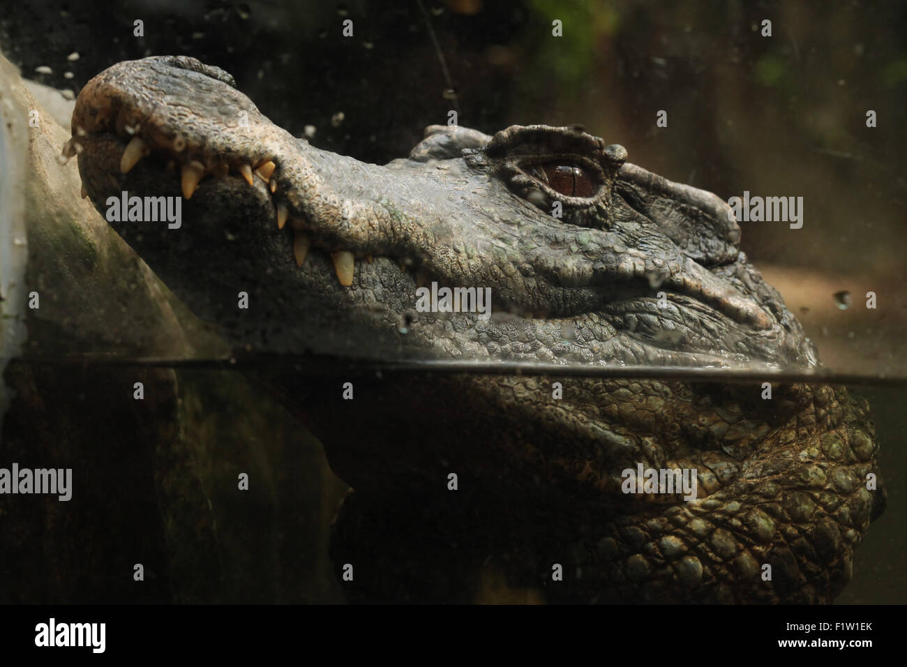 Paleosuchus palpebrosus hi-res stock photography and images - Alamy