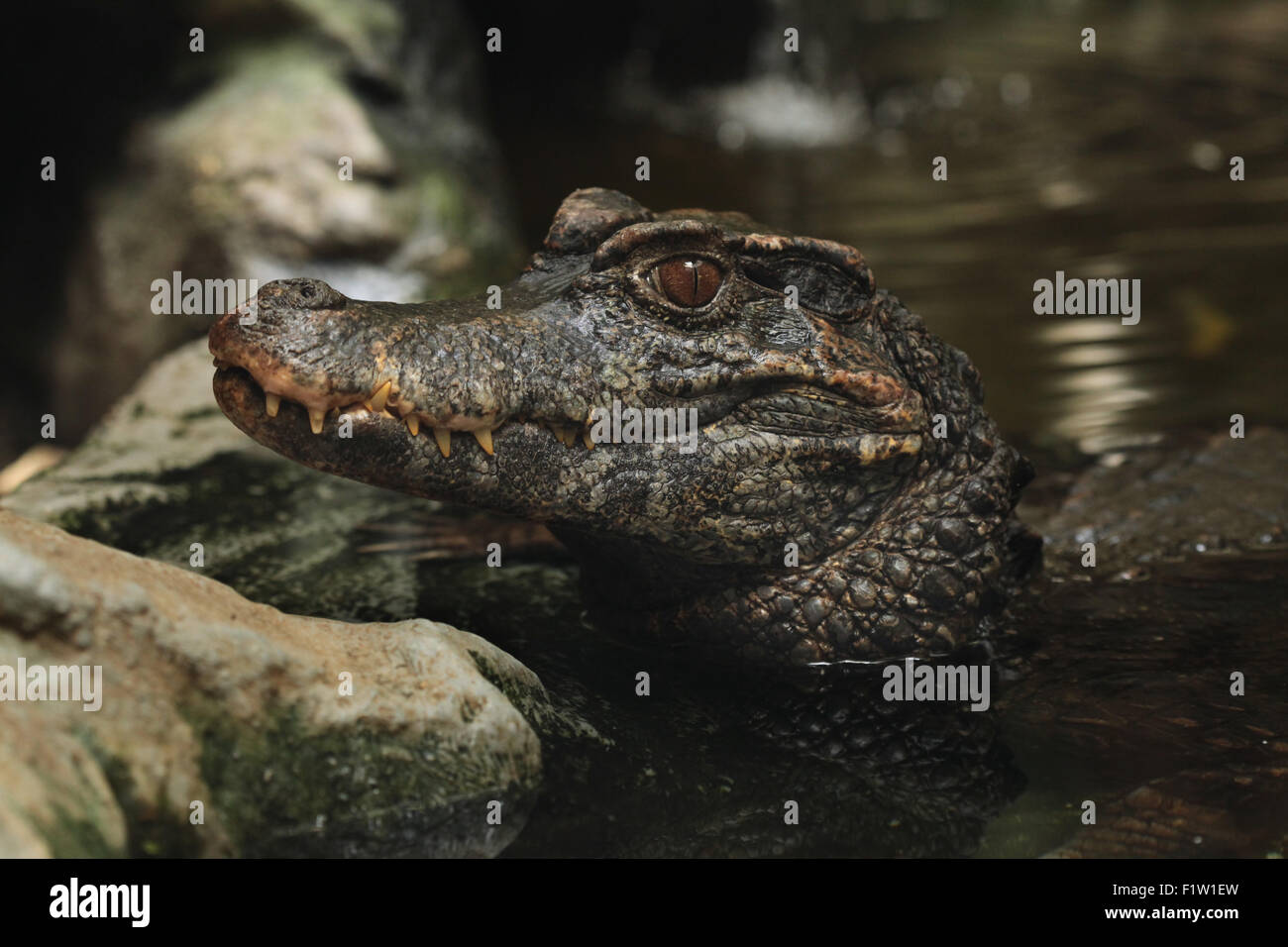 Paleosuchus trigonatus hi-res stock photography and images - Alamy