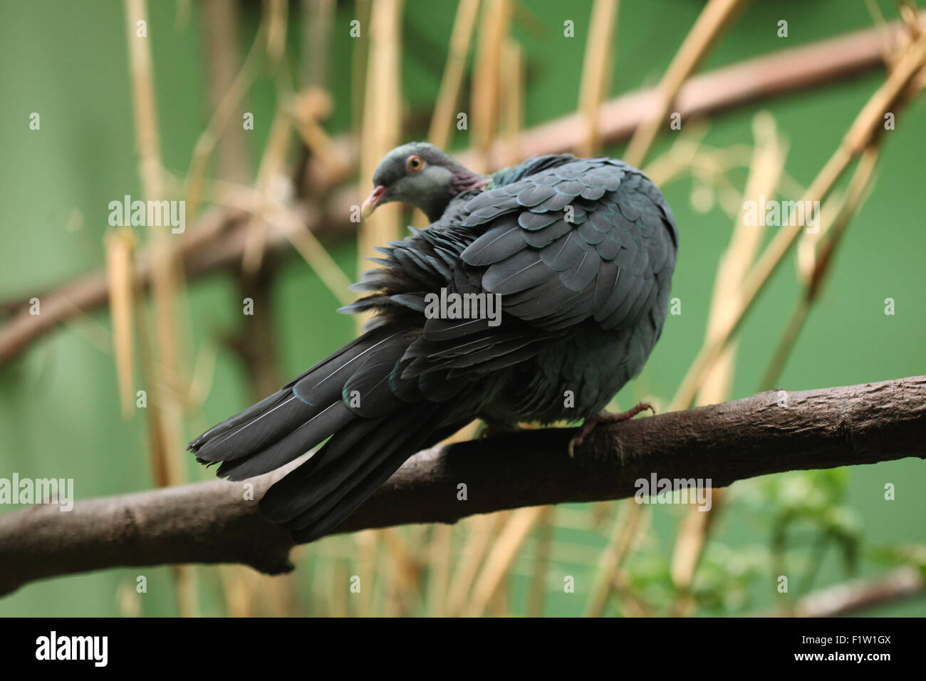Metallic pigeon (Columba vitiensis griseogularis), also known as the ...