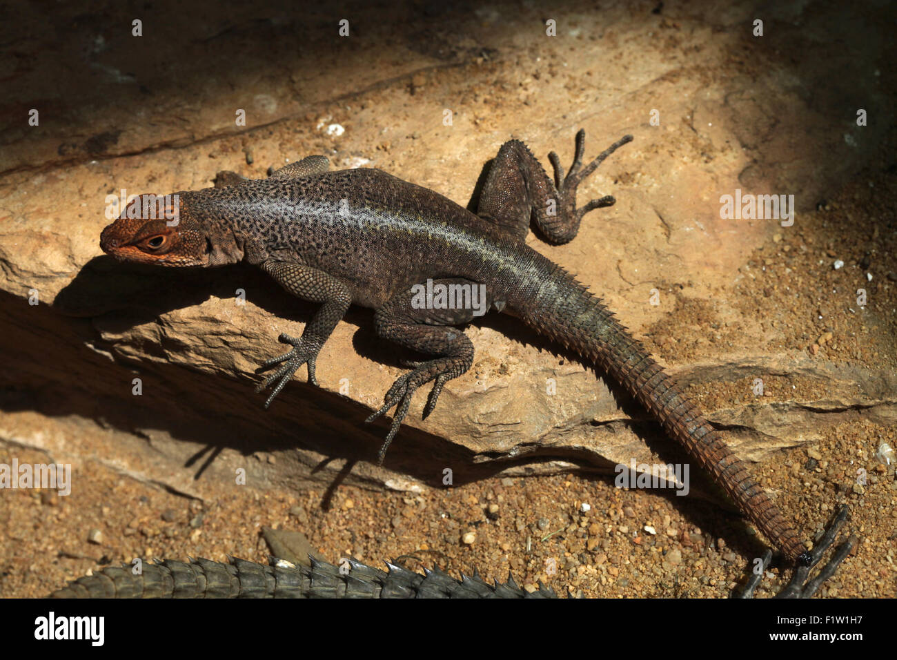 Grandidier's Madagascar swift (Oplurus grandidieri) at Plzen Zoo in ...