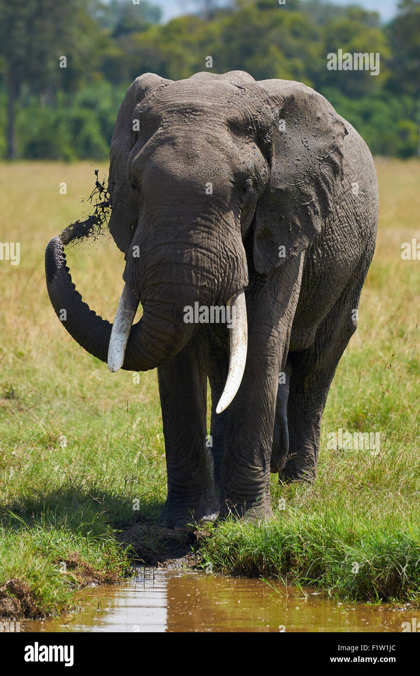 African elephant spraying mud and water on him for protection from the ...