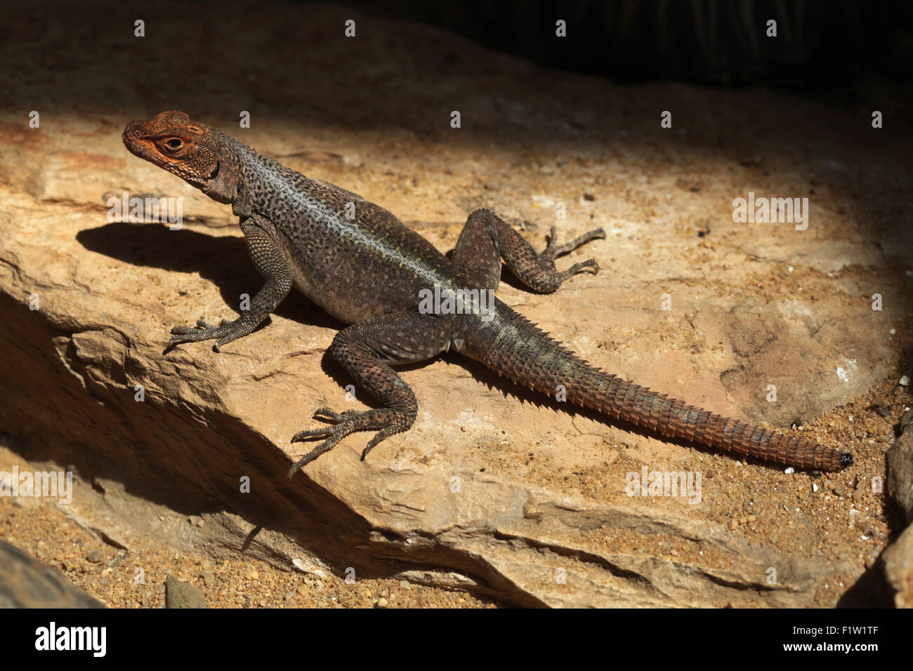 Grandidier's Madagascar swift (Oplurus grandidieri) at Plzen Zoo in ...