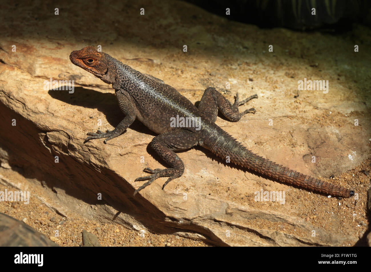 Lizards of west africa hi-res stock photography and images - Alamy