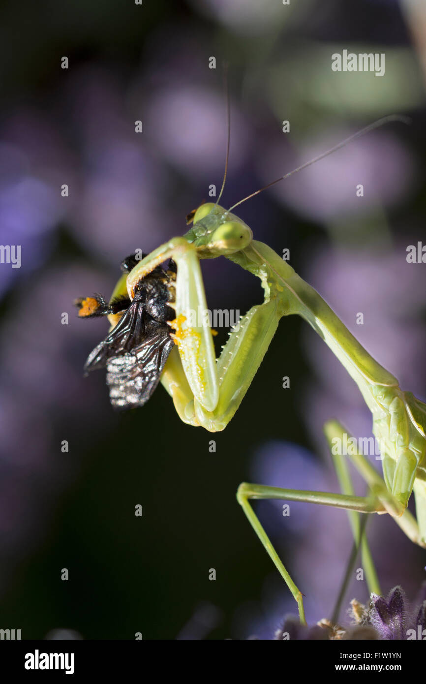 Praying mantis eating bee Stock Photo - Alamy